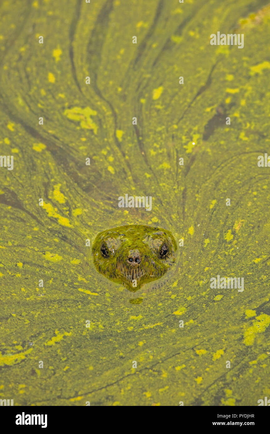 snapping turtle,Chelydra serpentina, and algal bloom,Cyanobacteria ...