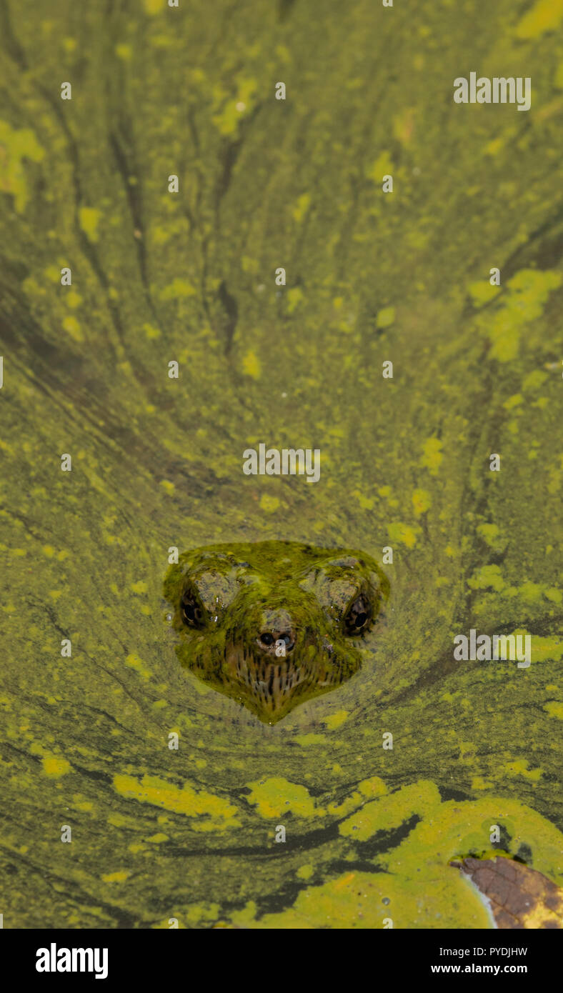 snapping turtle,Chelydra serpentina, and algal bloom,Cyanobacteria ...