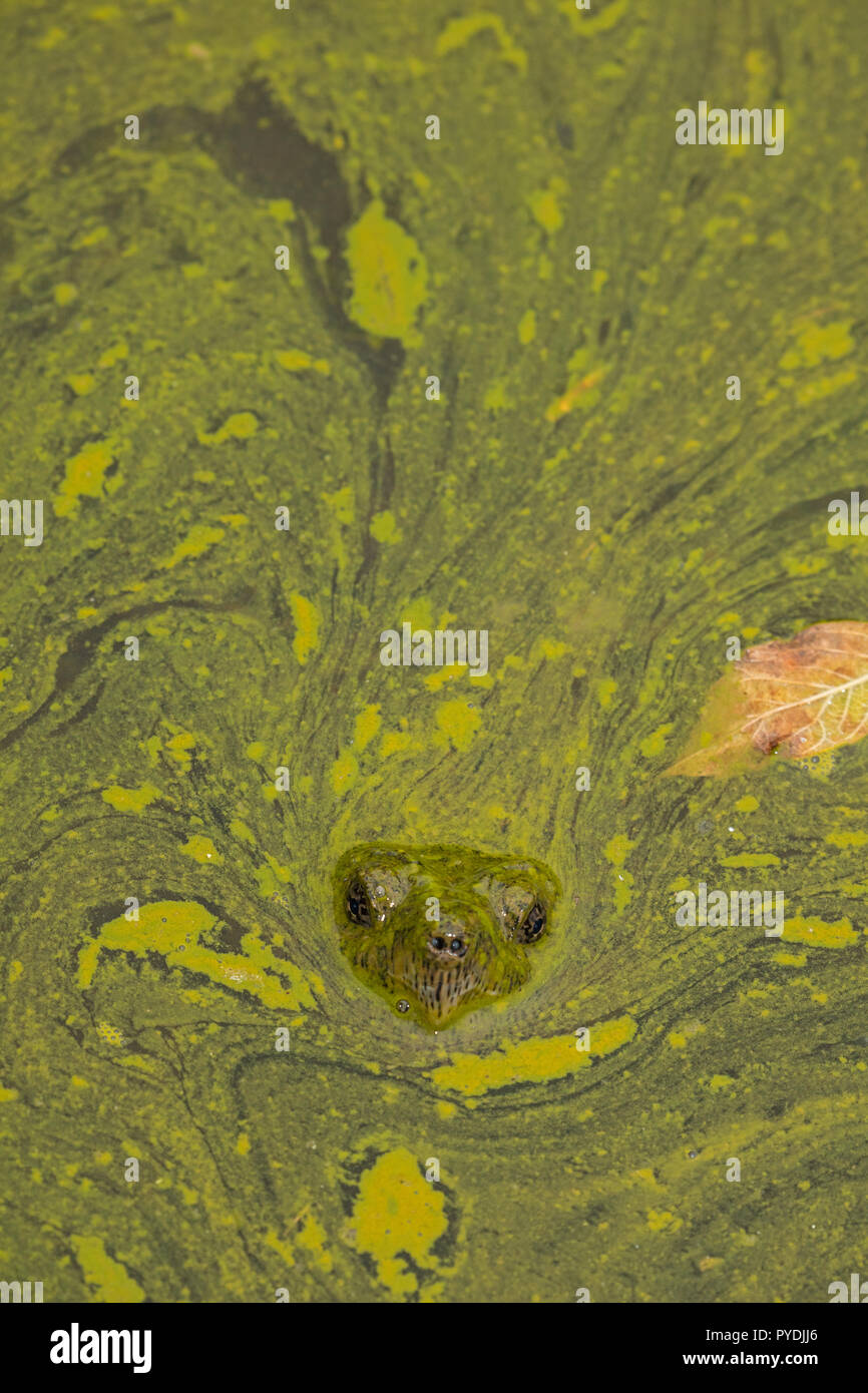 Blue algal blooms pond hi-res stock photography and images - Alamy