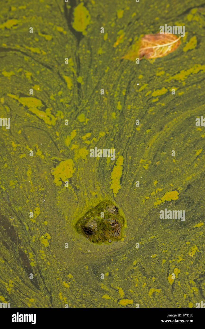 snapping turtle,Chelydra serpentina, and algal bloom,Cyanobacteria, blue-green algae ...