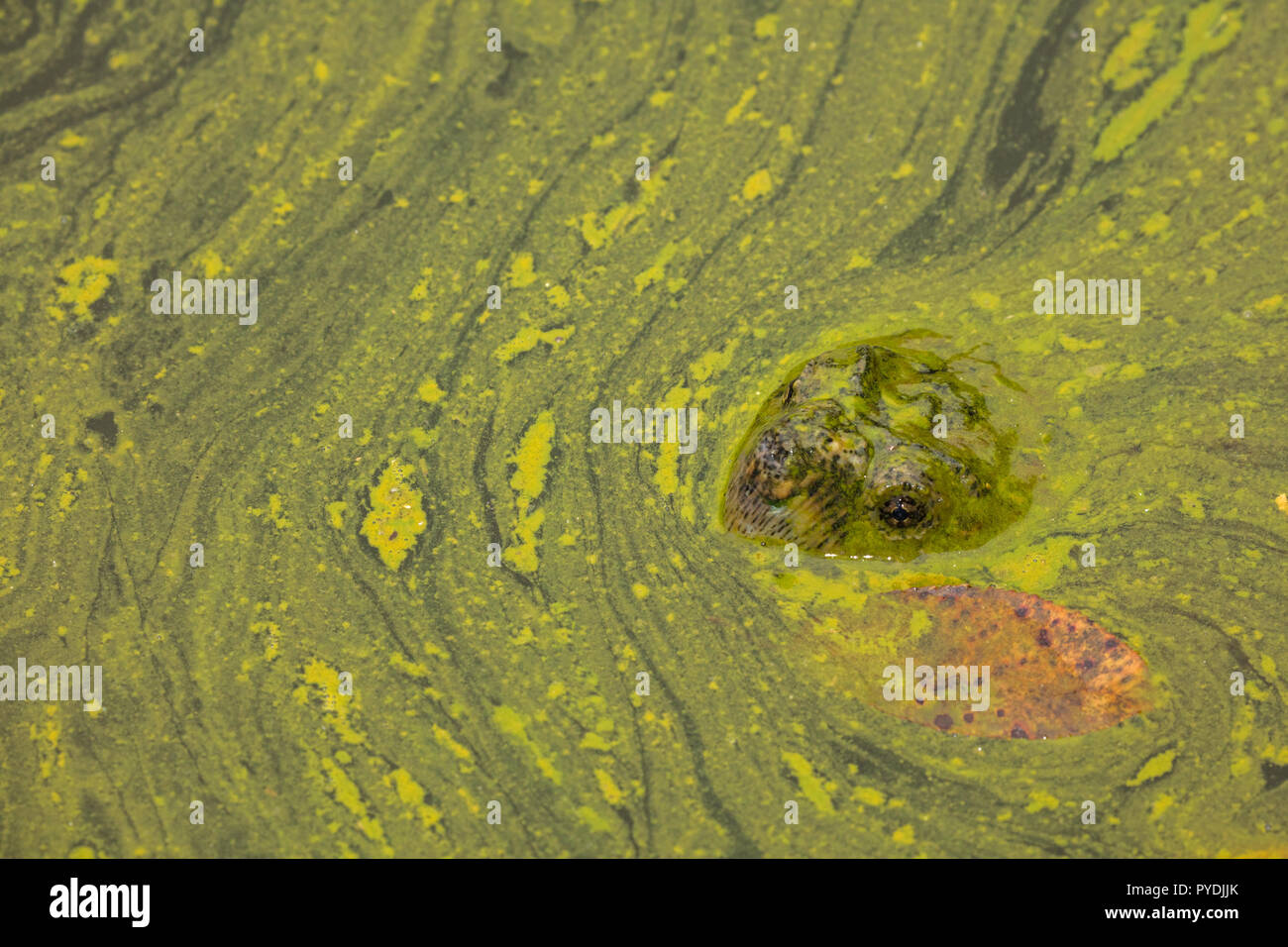 snapping turtle,Chelydra serpentina, and algal bloom,Cyanobacteria ...
