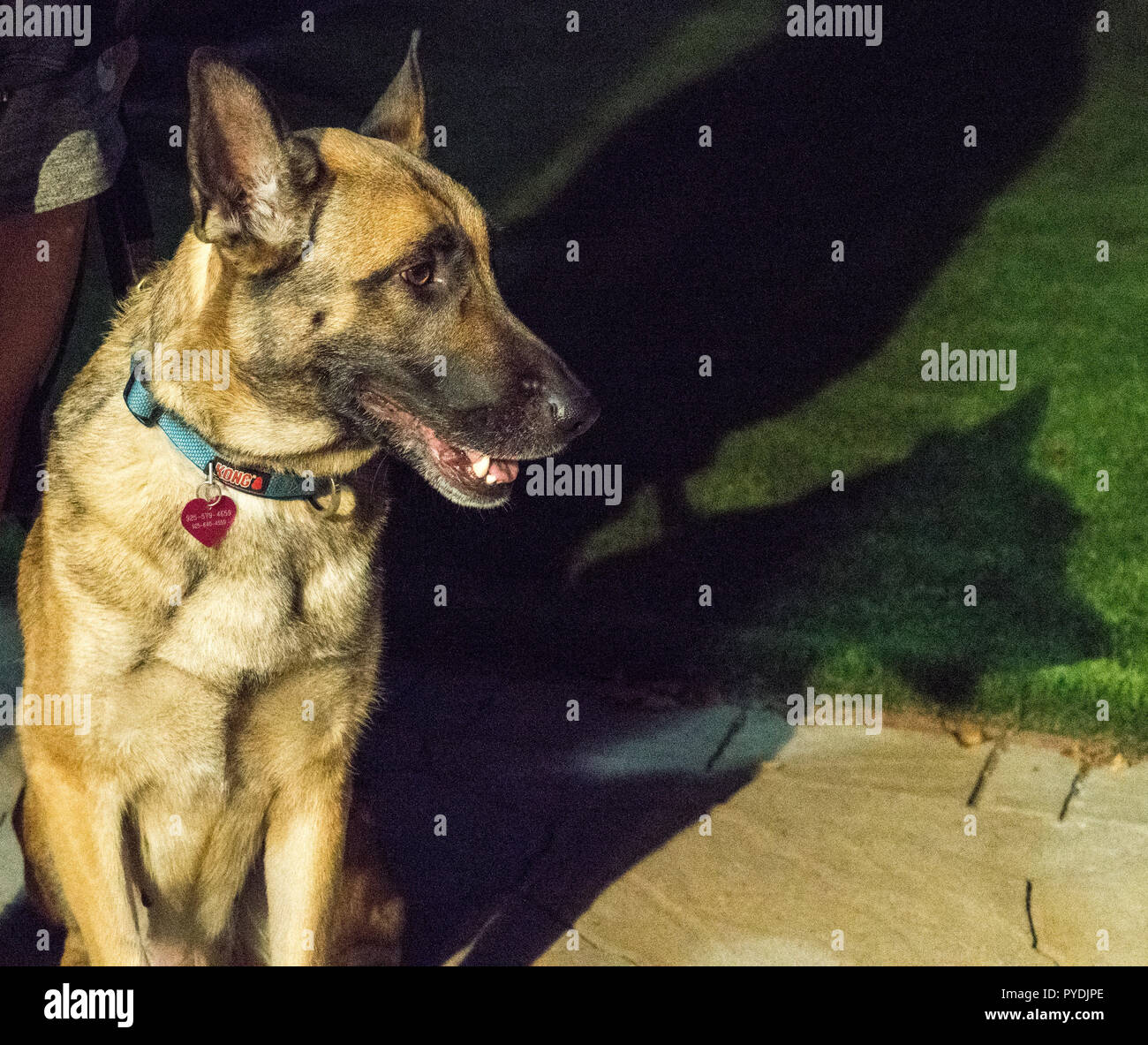 Belgian malinois military working dog hi-res stock photography and ...