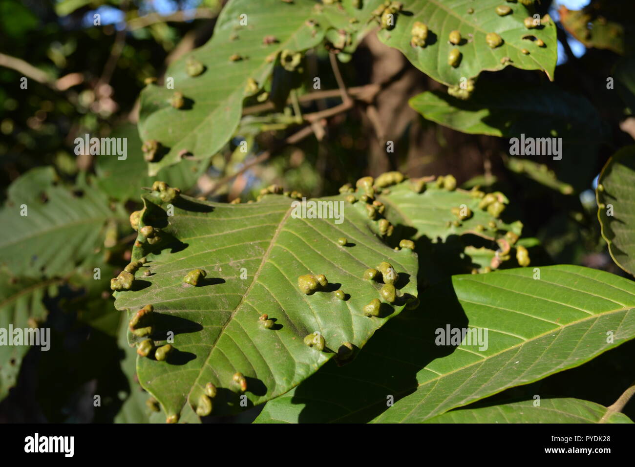 Santol leaves hi-res stock photography and images - Alamy