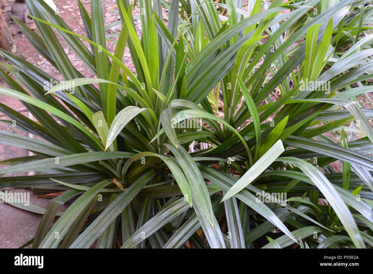 Pulao Pata High Resolution Stock Photography and Images - Alamy