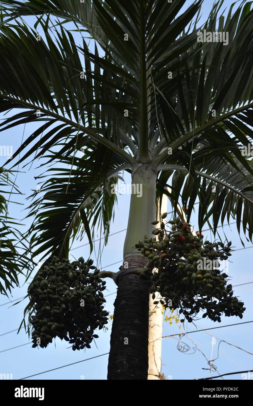 Adakka hi-res stock photography and images - Alamy