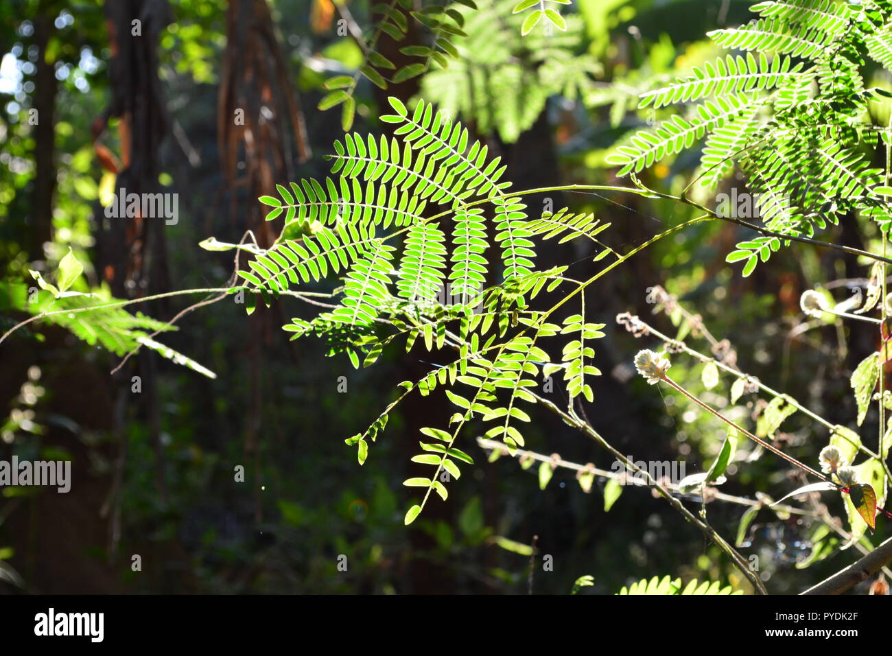 Leucaena Leucocephala High Resolution Stock Photography and Images - Alamy