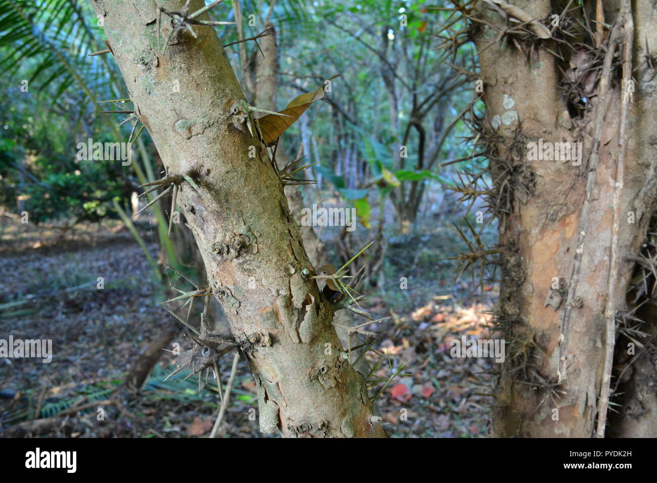 Philippine native tree hi-res stock photography and images - Alamy