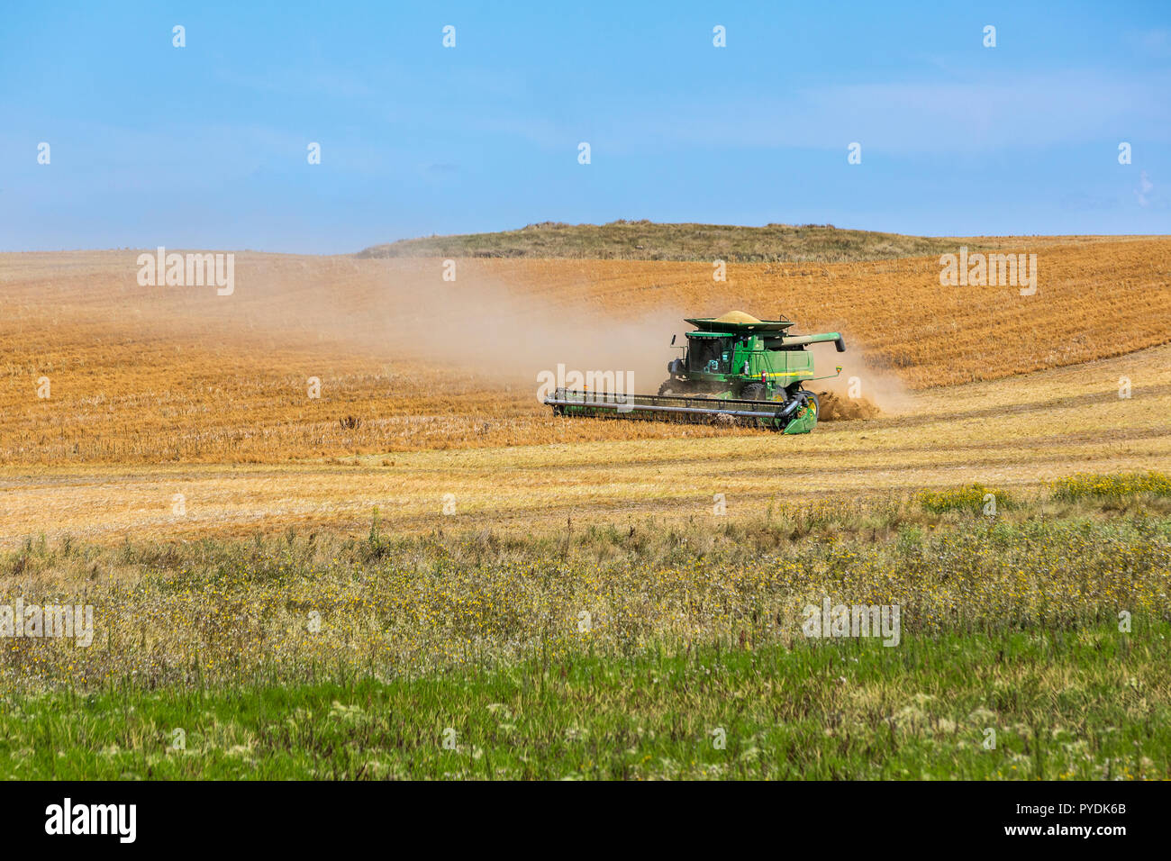 Lentil crop hi-res stock photography and images - Alamy