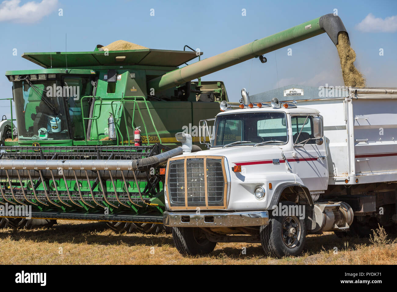 Off-loading harvested lentils from combine hopper into waiting truck ...