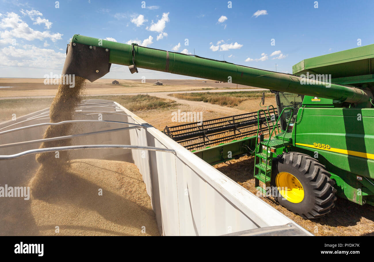Off-loading harvested lentils from combine hopper into waiting truck ...