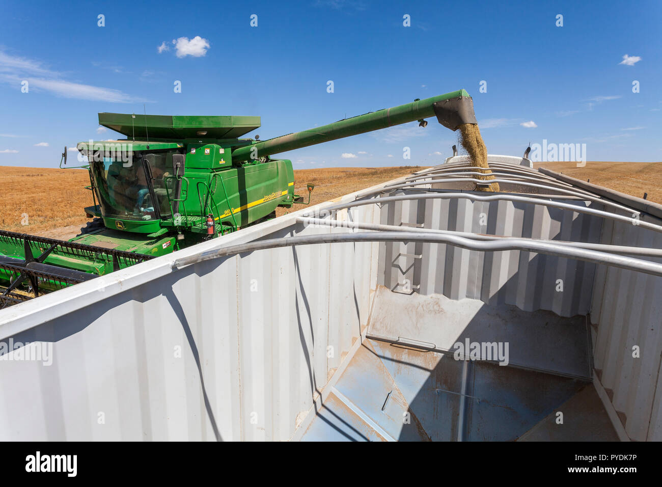 Off-loading harvested lentils from combine hopper into waiting truck ...