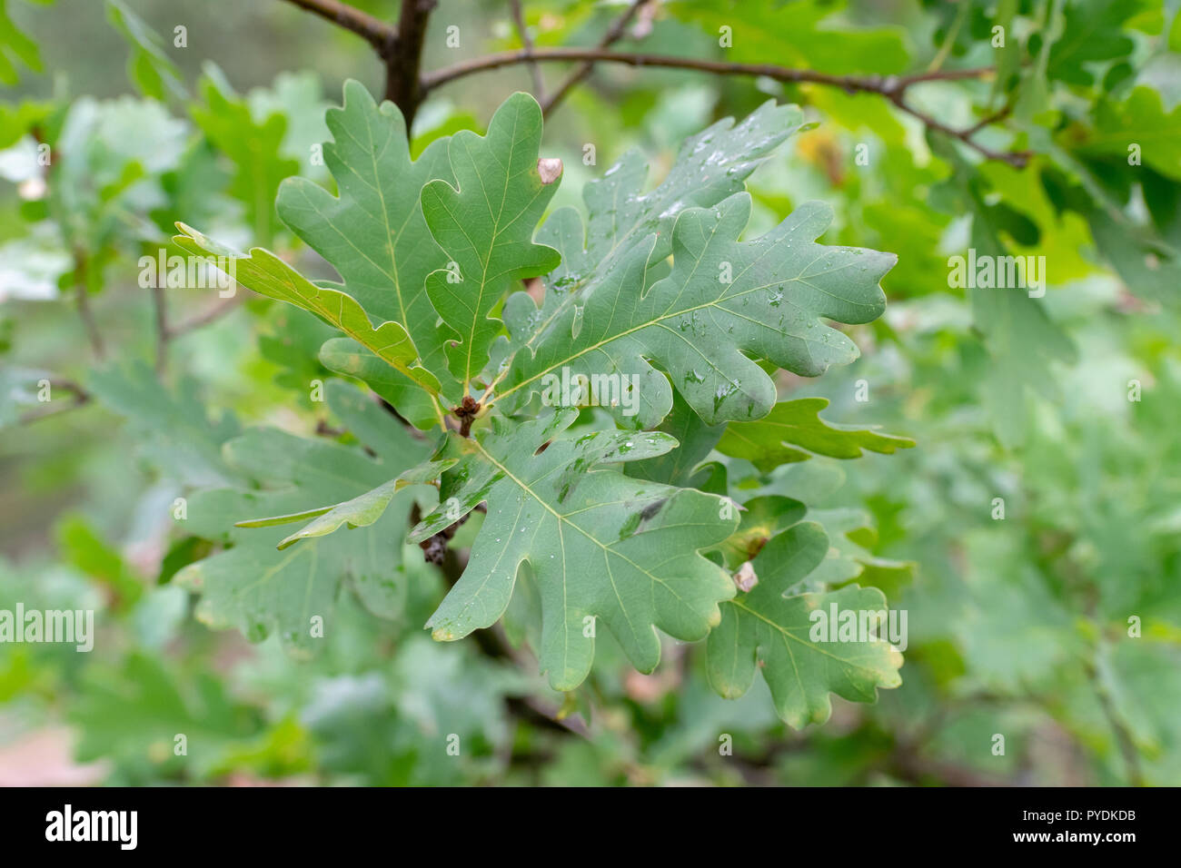 Oal leaf hi-res stock photography and images - Alamy