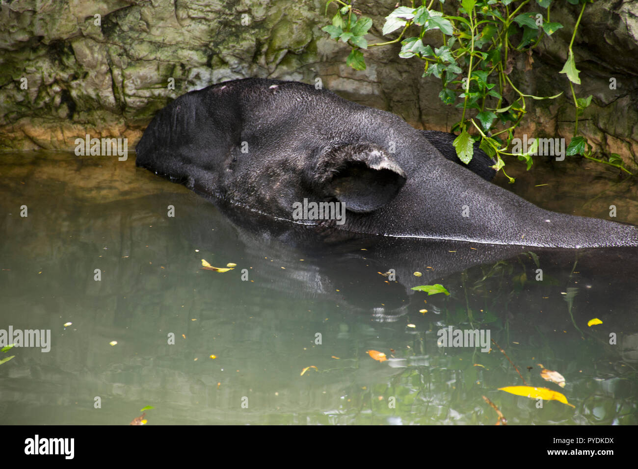 Tapir play and swimming in pool at public park in Bangkok, Thailand for ...