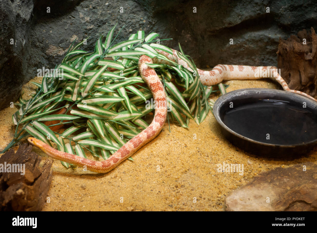 Snake in cage at public park in Bangkok, Thailand for Thai people and ...