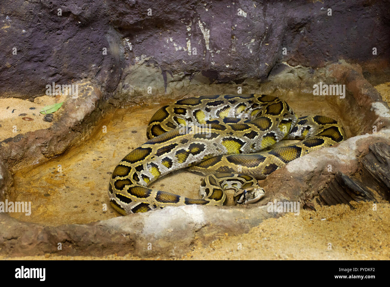 Reticulated python relax in cage at public park in Bangkok, Thailand ...