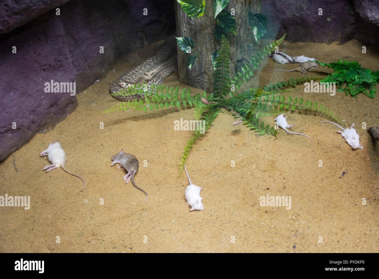 Rat dead for snake or python eat in cage at public park in Bangkok ...