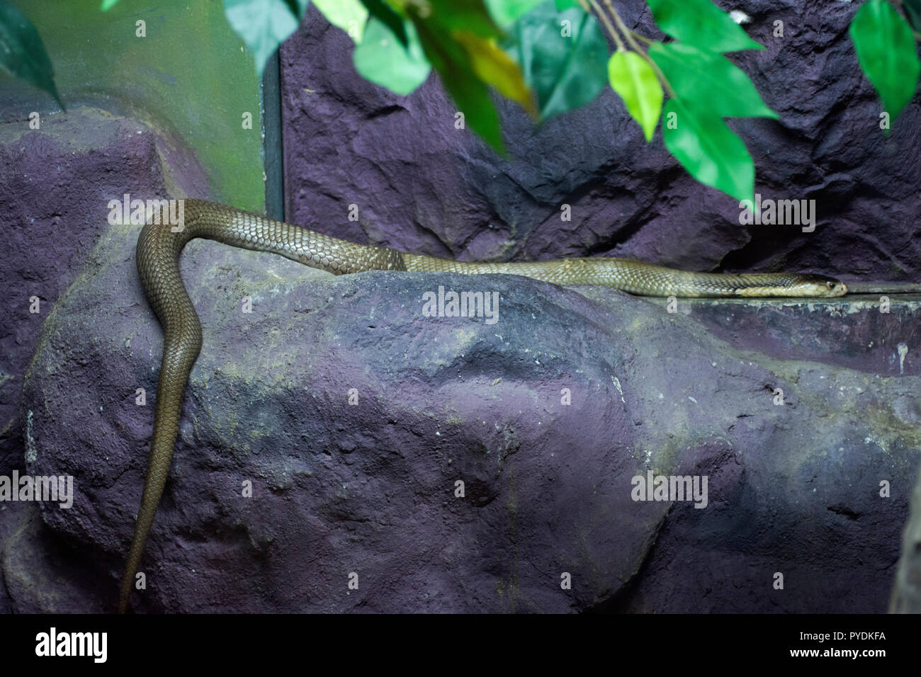 Snake in cage at public park in Bangkok, Thailand for Thai people and ...
