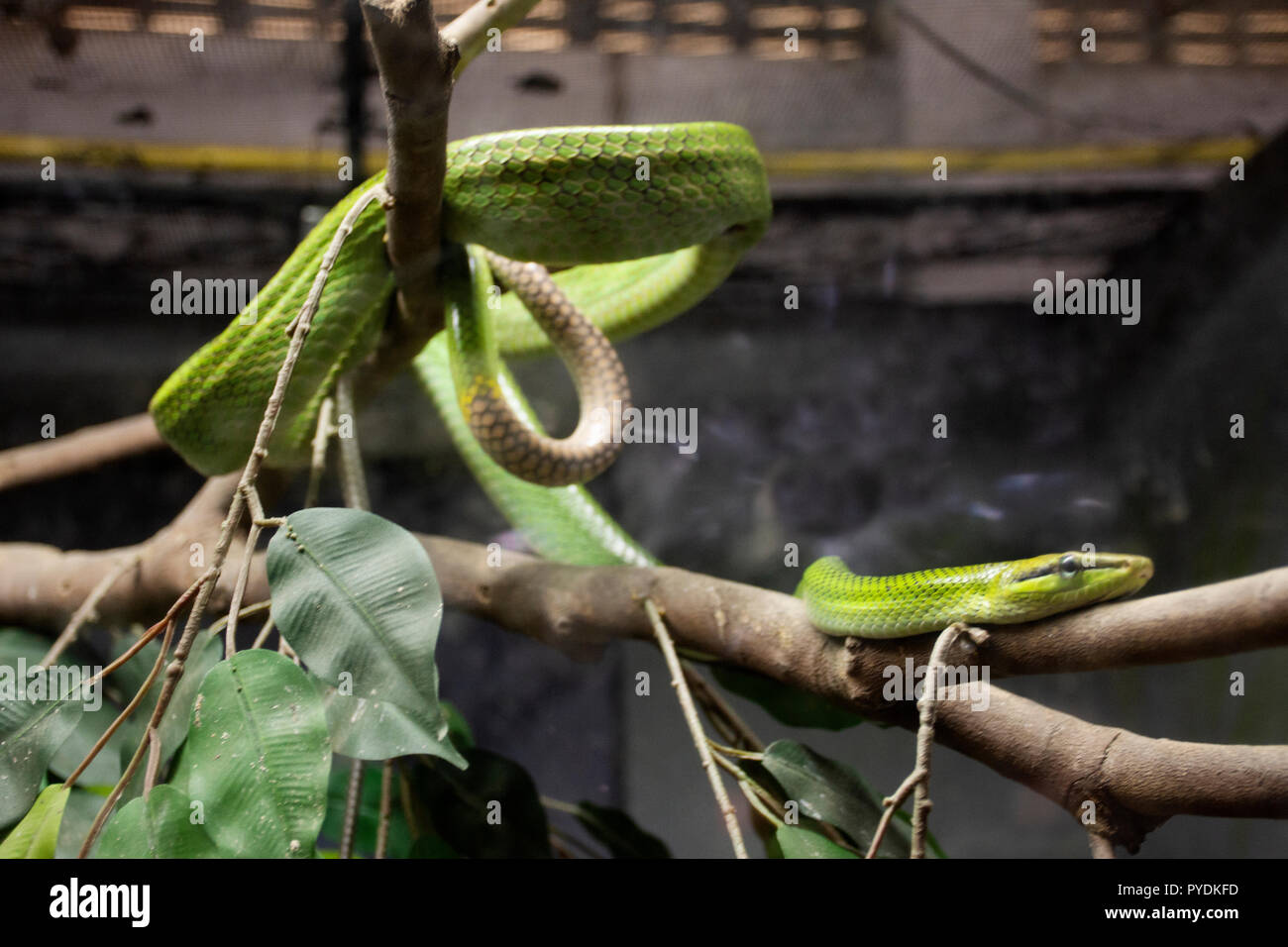 Snake in cage at public park in Bangkok, Thailand for Thai people and ...