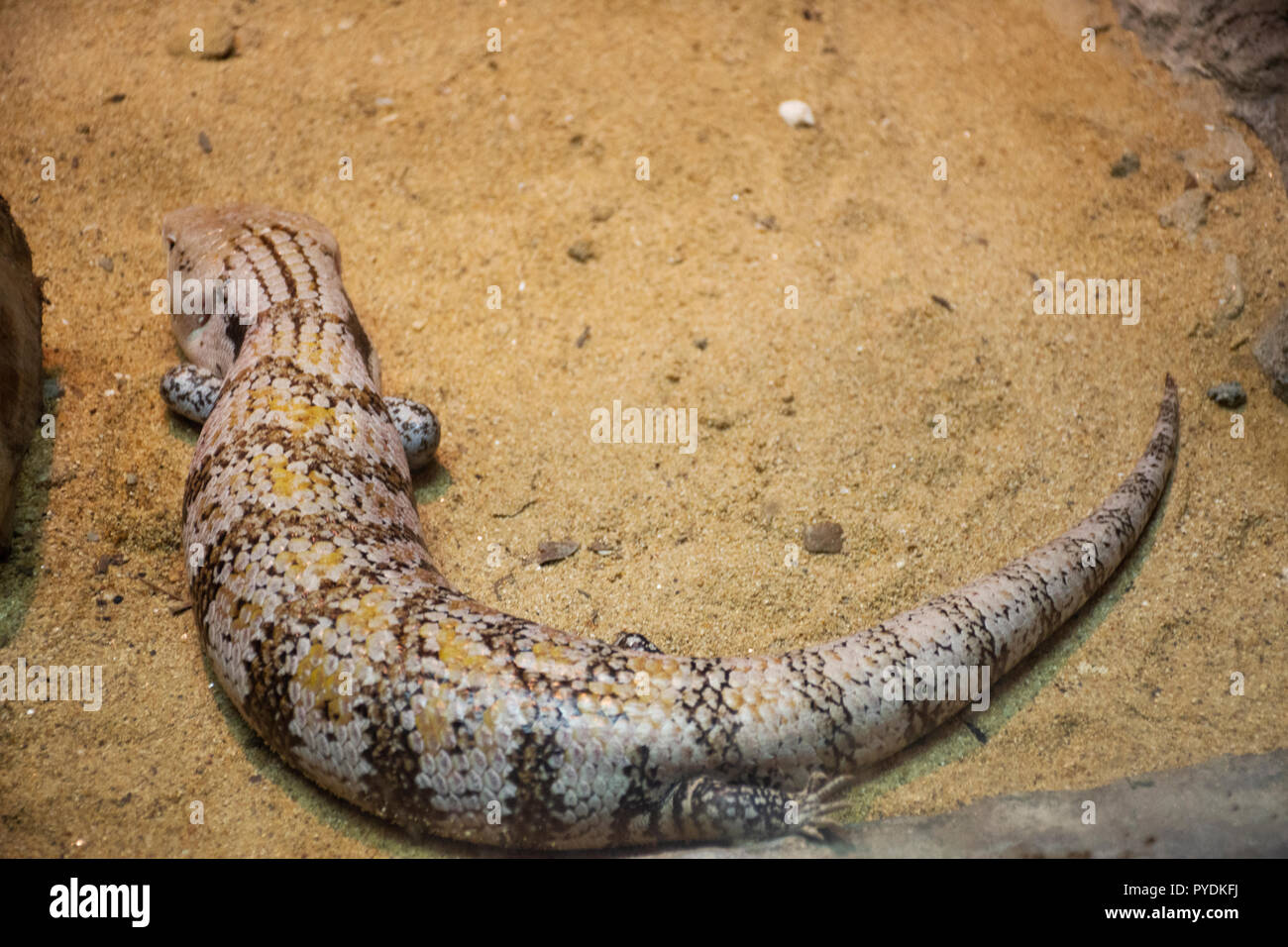 Giant salamanders hi-res stock photography and images - Alamy