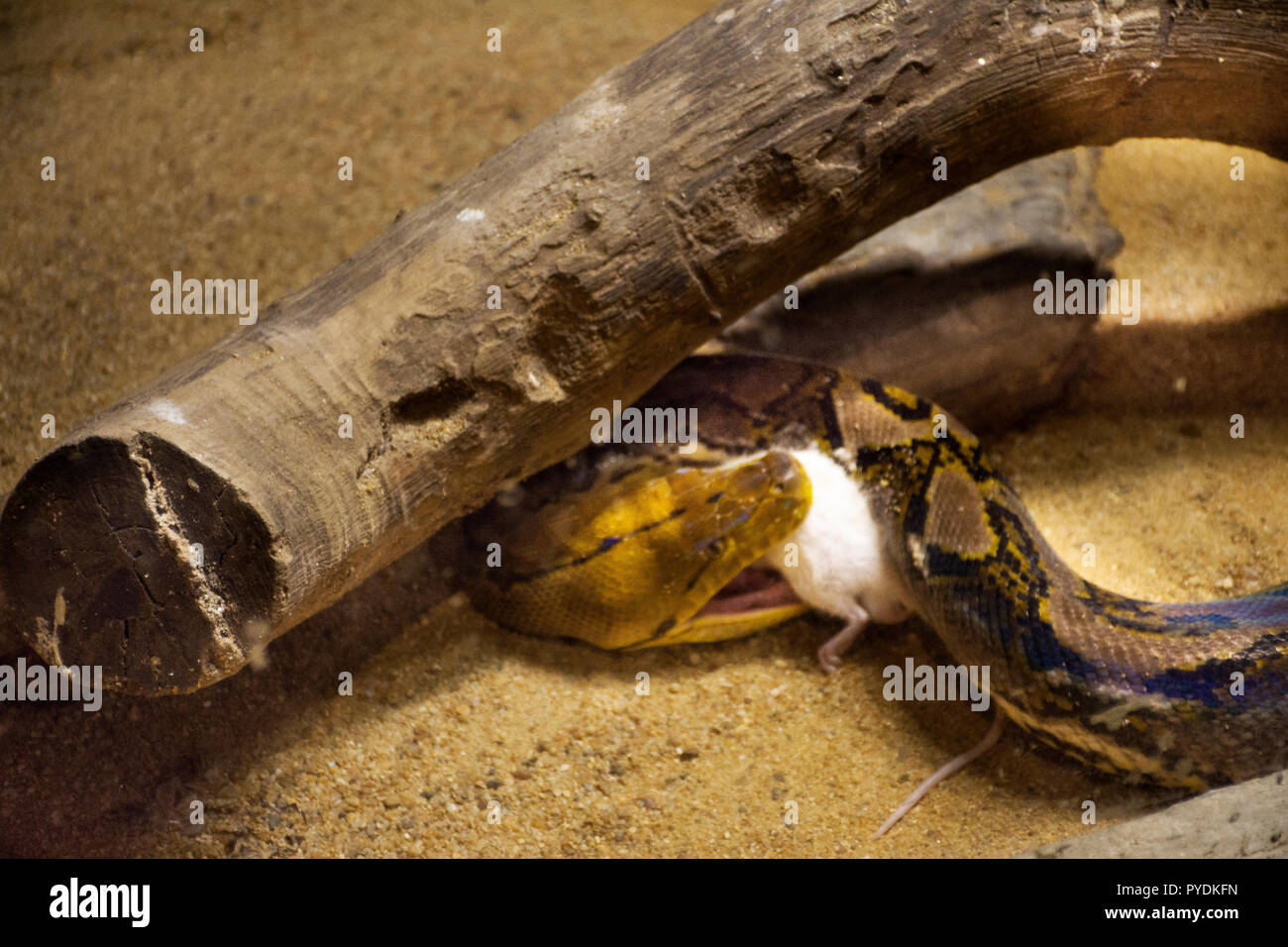 Reticulated python eat white rat in cage at public park in Bangkok ...