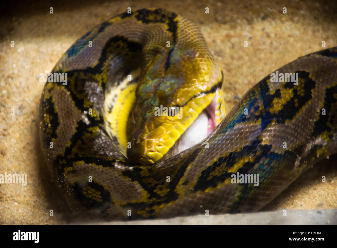 Reticulated python eat white rat in cage at public park in Bangkok ...