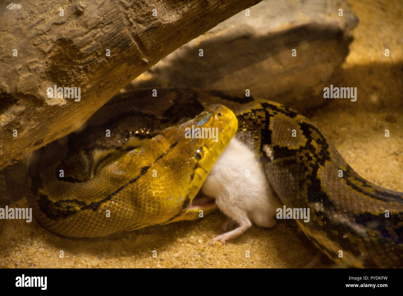 Python reticulatus eat hi-res stock photography and images - Alamy
