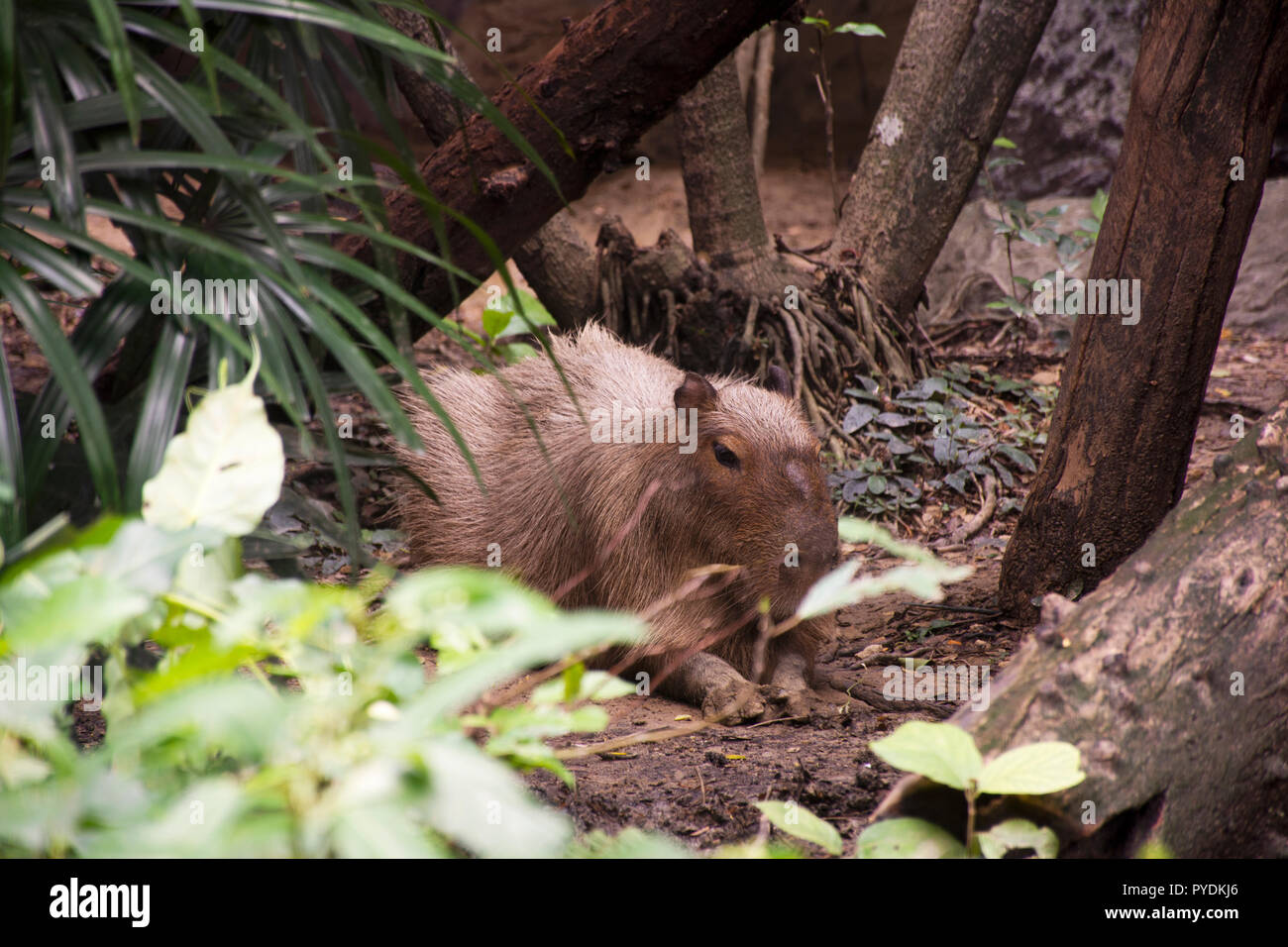 Capybara relax on floor in pond of garden at public park in Bangkok ...