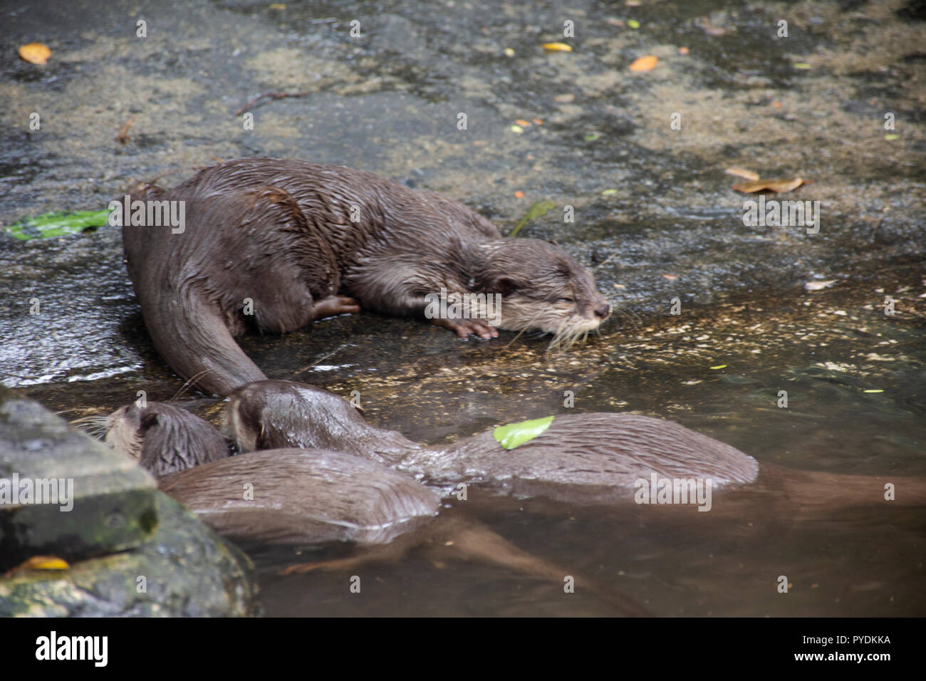 Otters pool zoo hi-res stock photography and images - Alamy