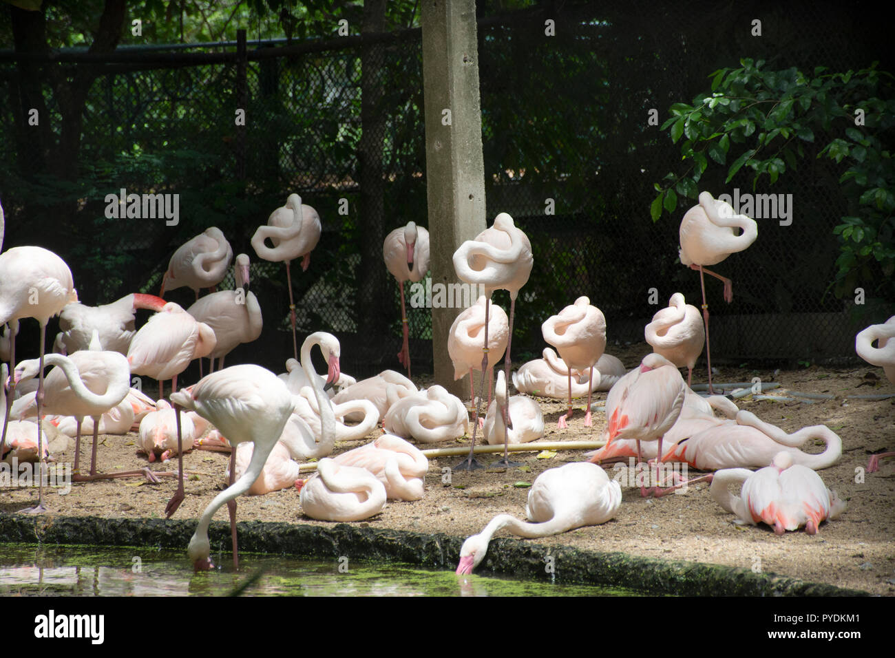 Flamingos or flamingoes birds in cage at public park in Bangkok ...