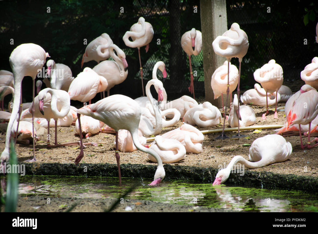 Flamingos or flamingoes birds in cage at public park in Bangkok ...