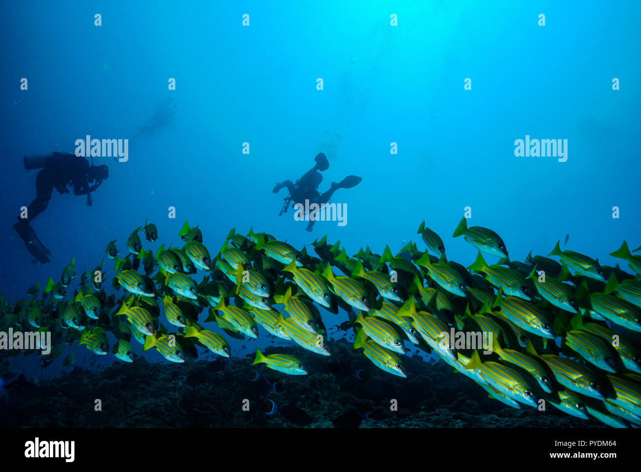 Bluestripe snapper School Of Fish at the Maldives Stock Photo - Alamy