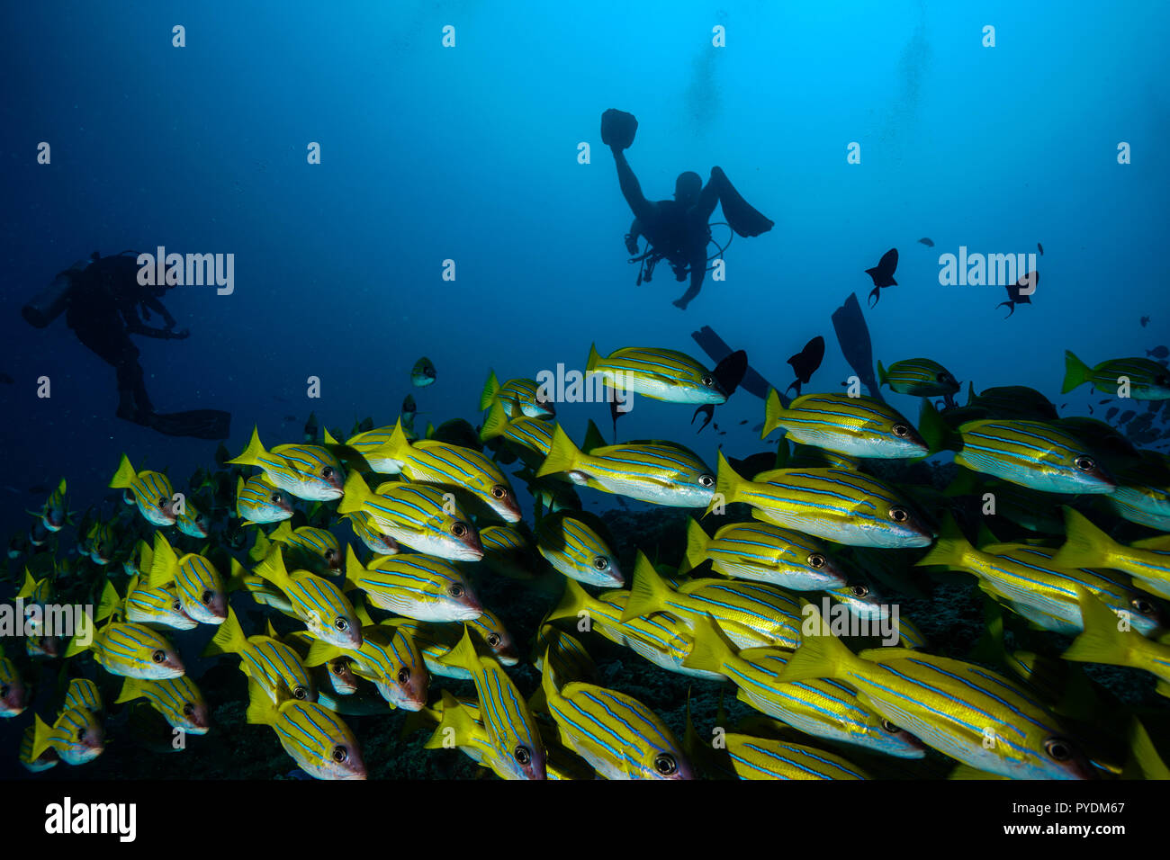 Bluestripe snapper School Of Fish at the Maldives Stock Photo - Alamy