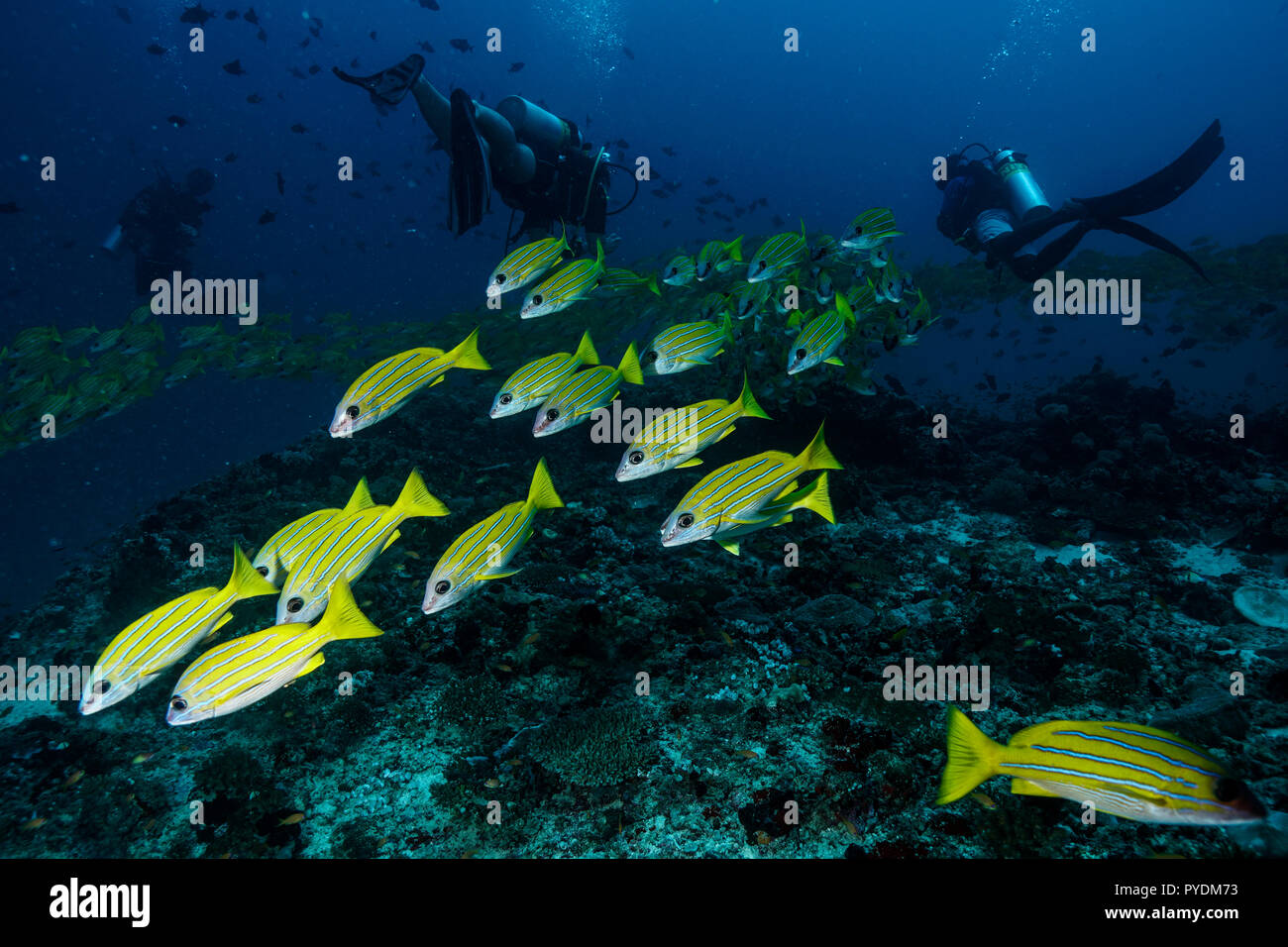 Bluestripe snapper School Of Fish at the Maldives Stock Photo - Alamy