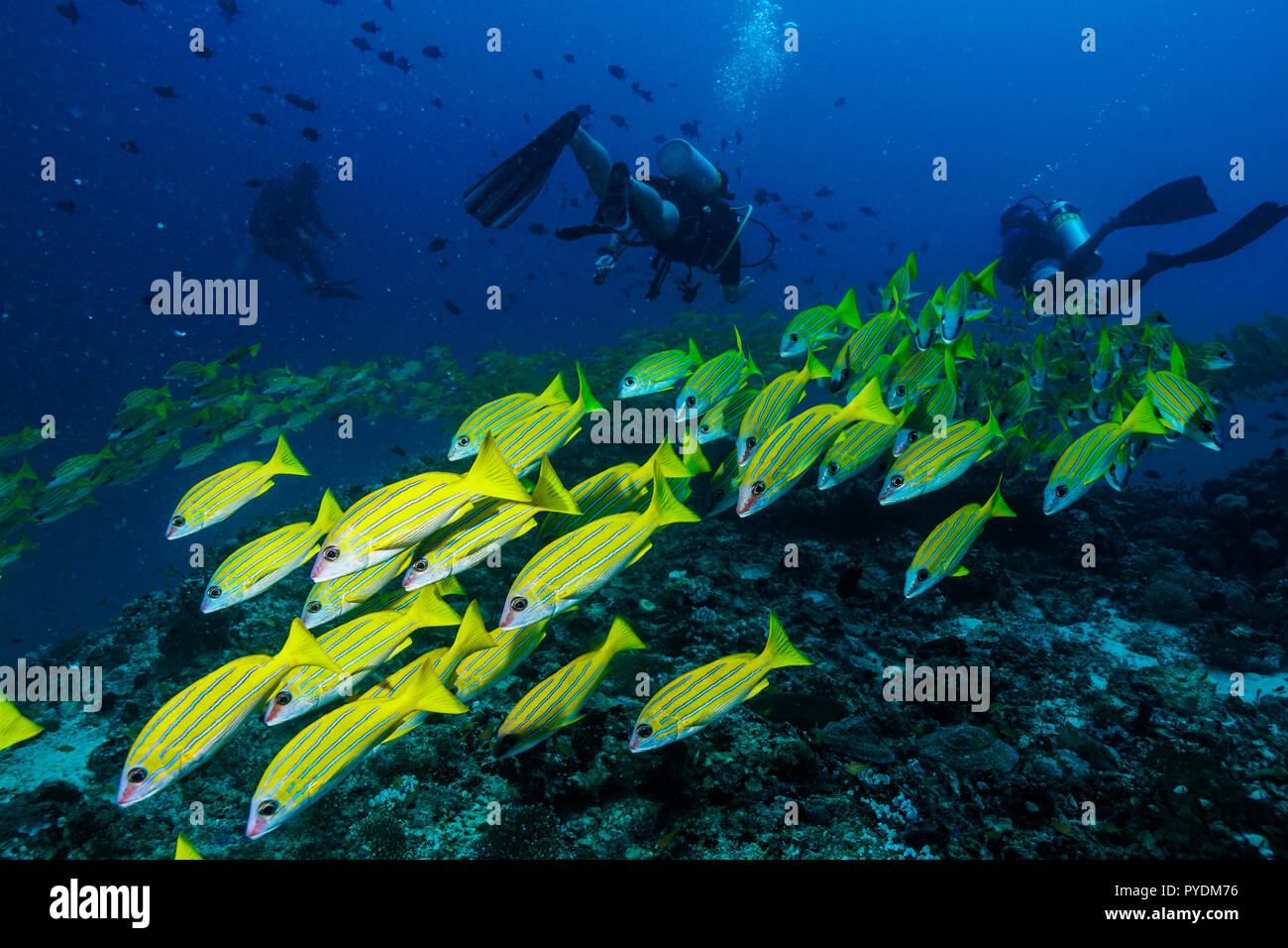 Bluestripe snapper School Of Fish at the Maldives Stock Photo - Alamy