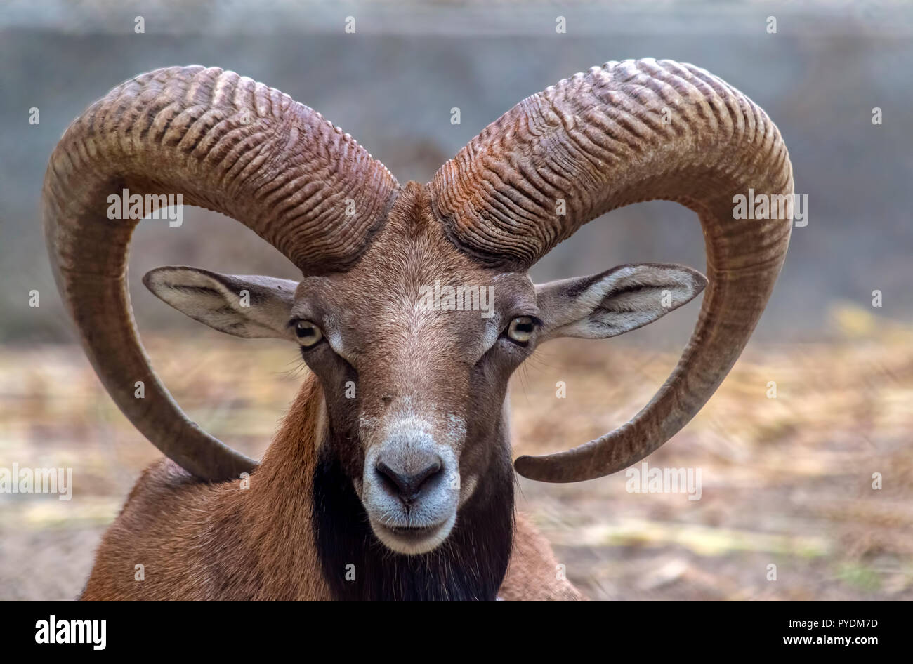 Portrait of a Majestic animal Mouflon (Ovis orientalis) with big curvy ...