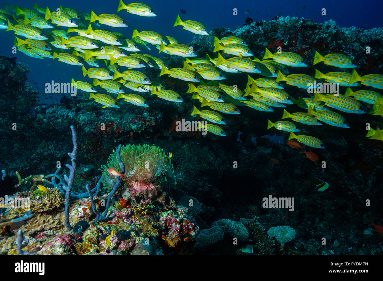 Bluestripe snapper School Of Fish at the Maldives Stock Photo - Alamy
