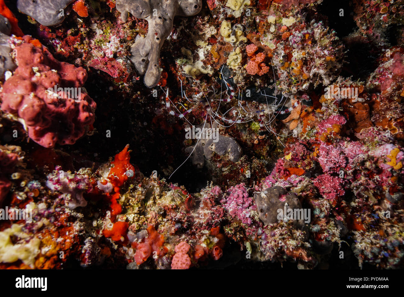 Spider shrimp hi-res stock photography and images - Alamy