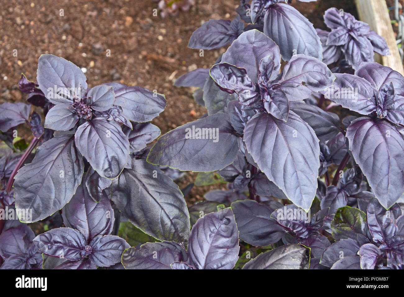 Close up of Purple Basil in a herb garden Stock Photo - Alamy
