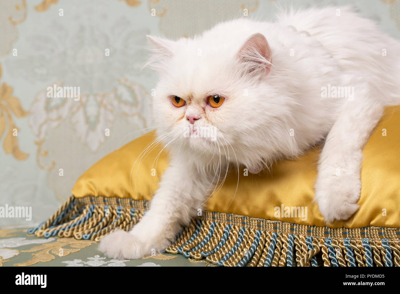 Beautiful white Persian can with golden eyes on a green flower couch ...