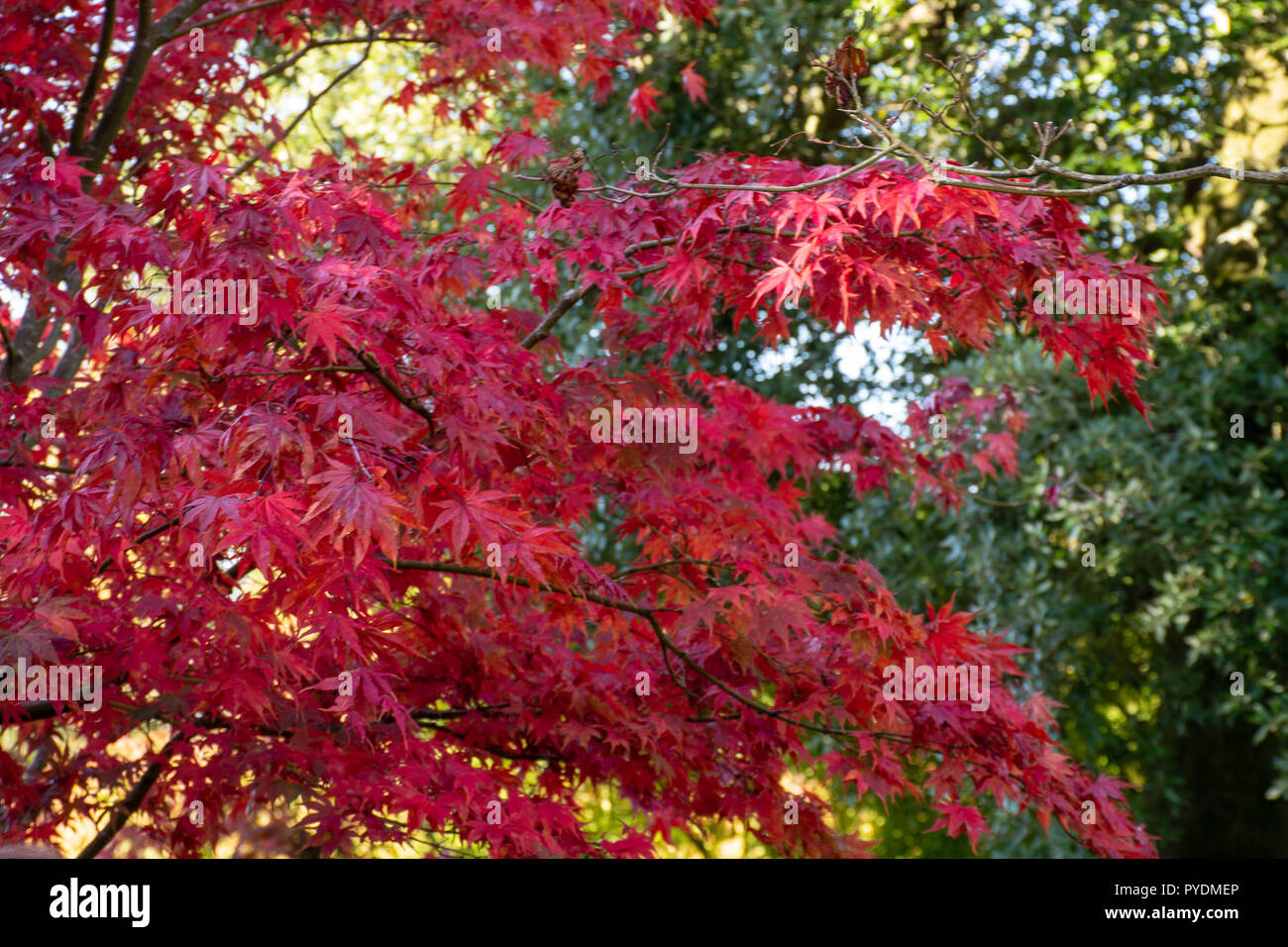 Bright red Acer tree in forest Stock Photo - Alamy