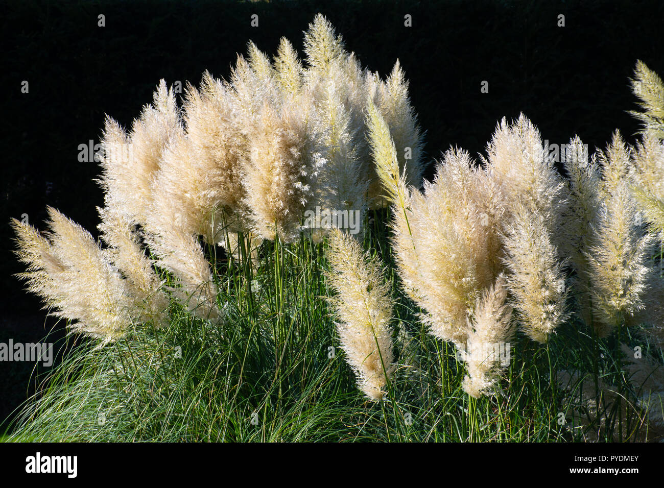 Large pampas grass hi-res stock photography and images - Alamy