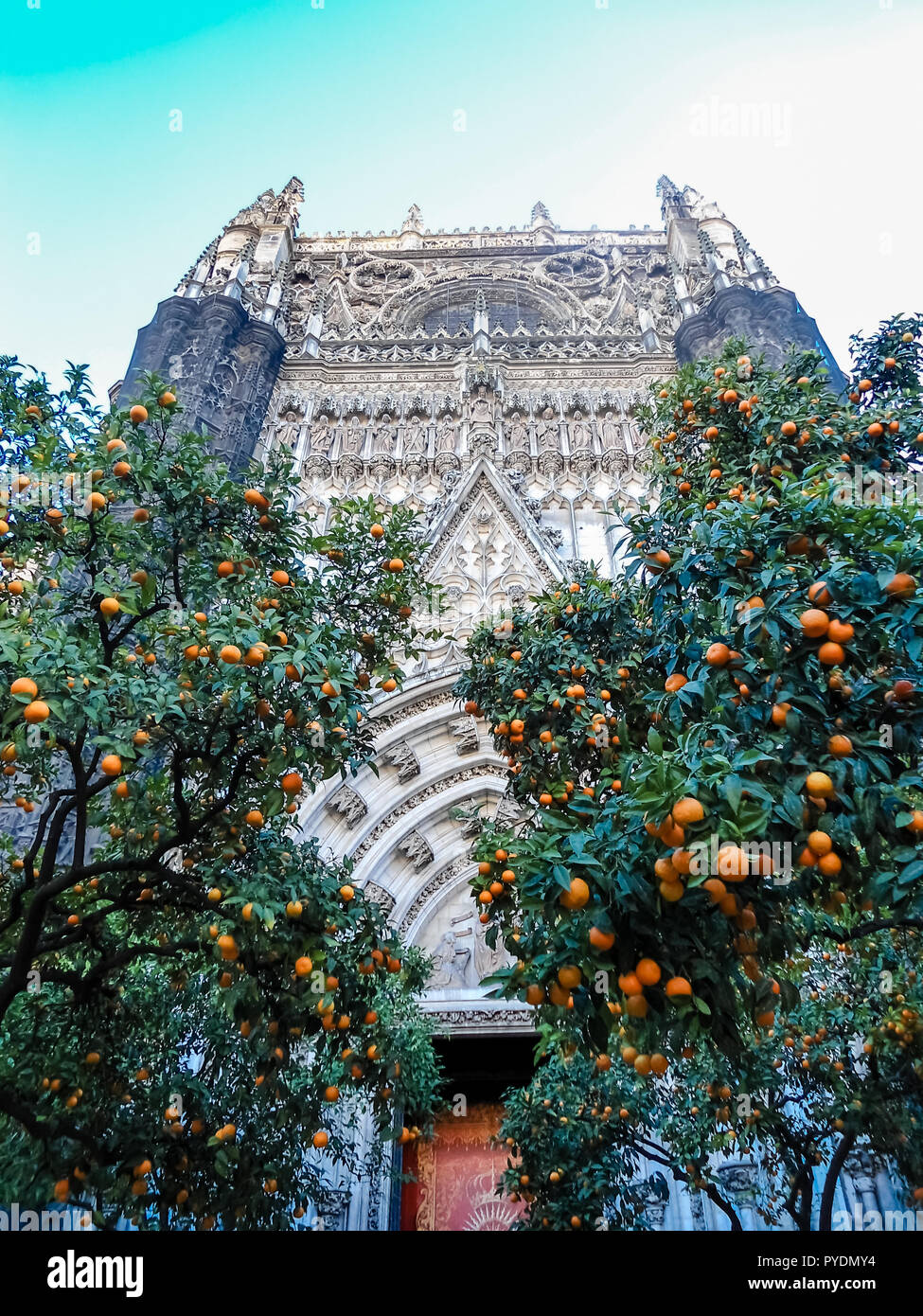 the cathedral of Sevilla in Spain with orange trees Stock Photo - Alamy