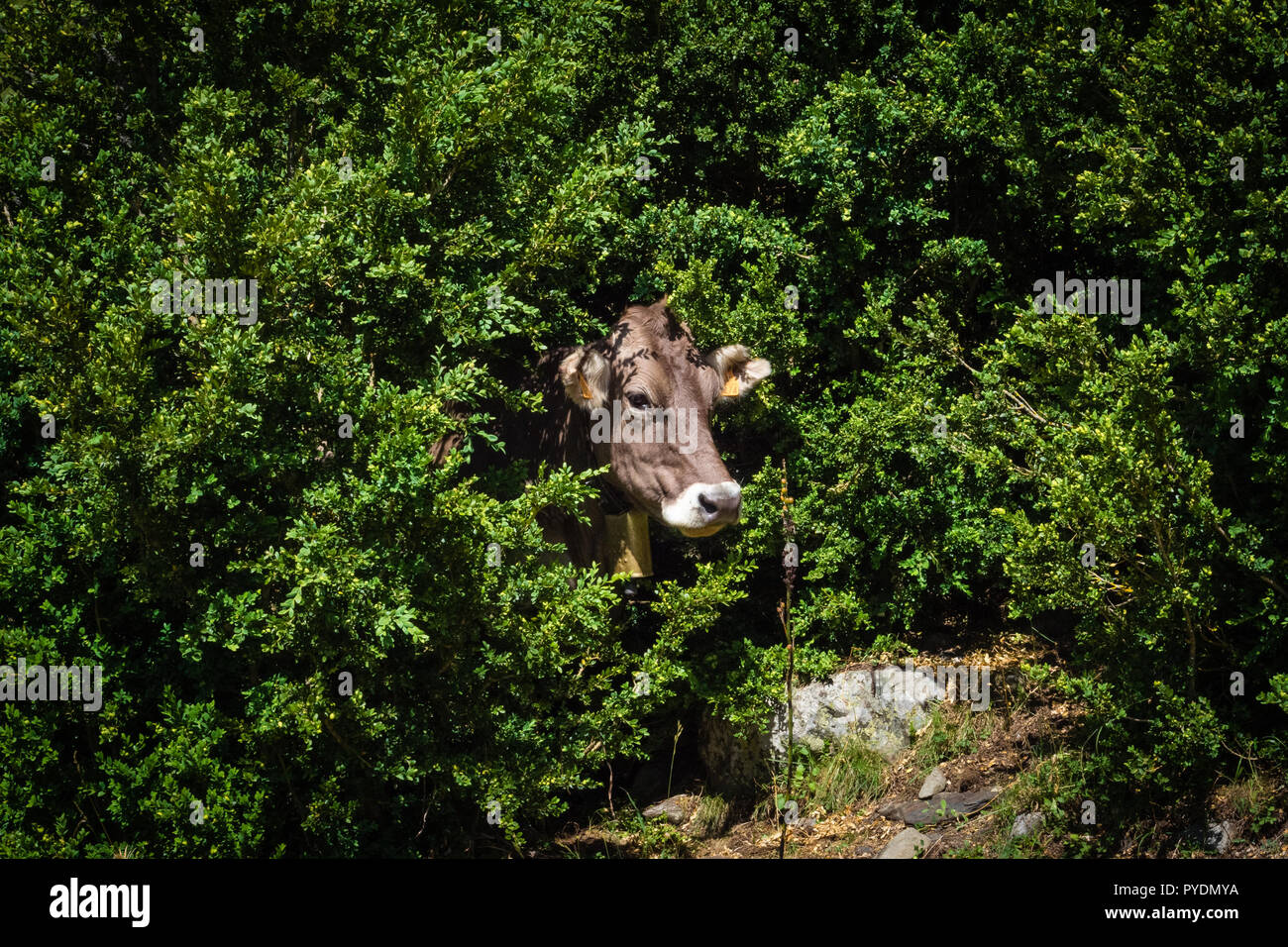 Cow hidden in wood hi-res stock photography and images - Alamy