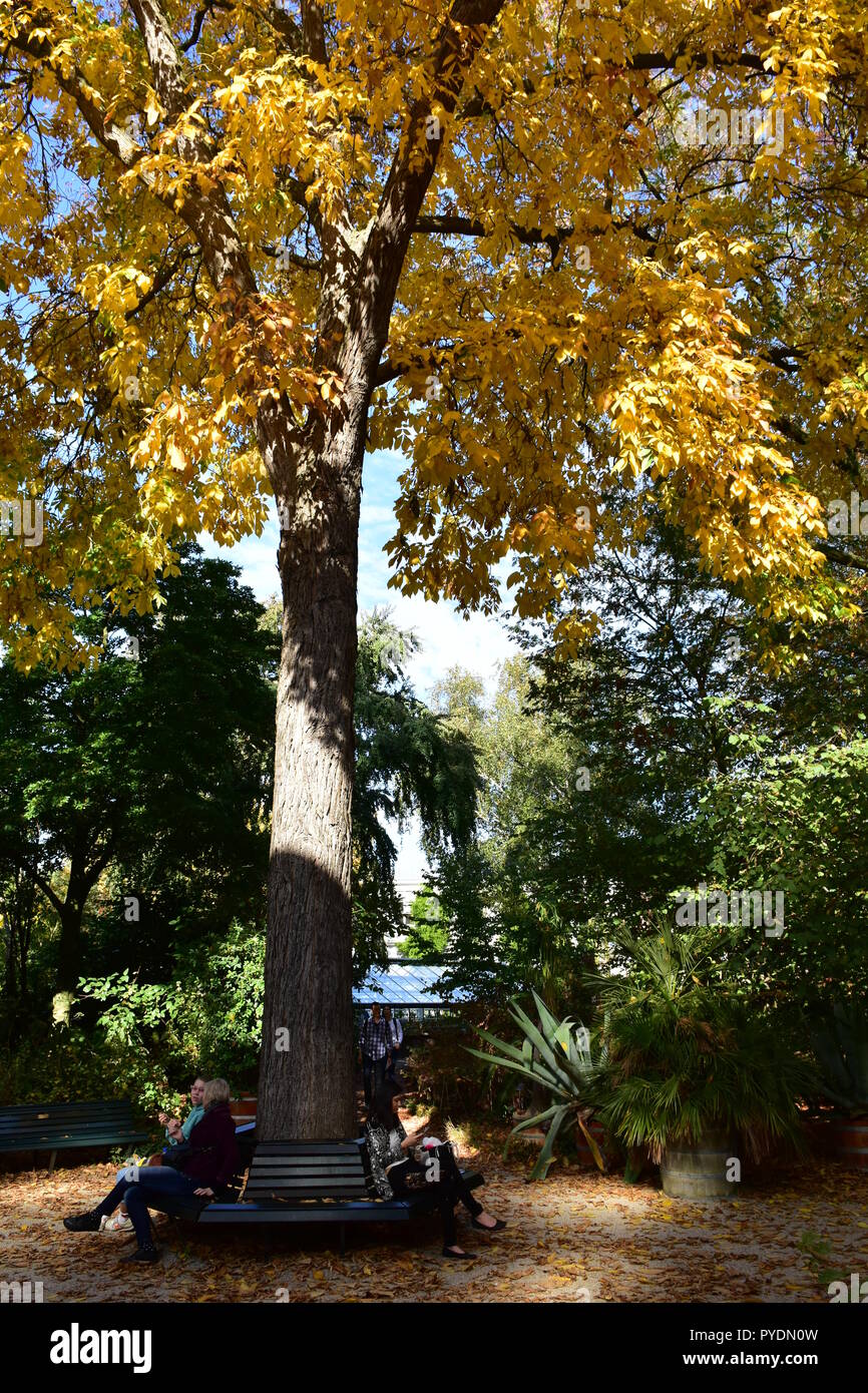 Fall maple leaves autumn hi-res stock photography and images - Alamy