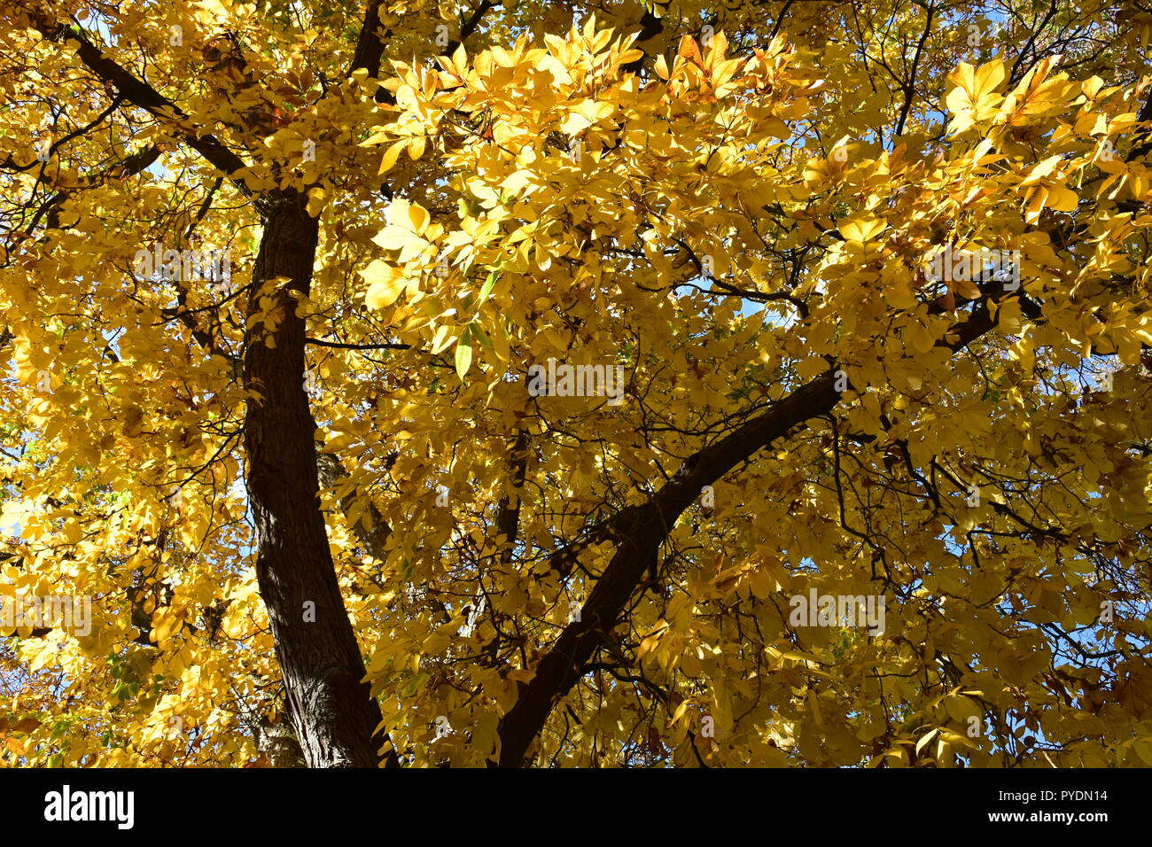 Yellow maple tree Stock Photo - Alamy