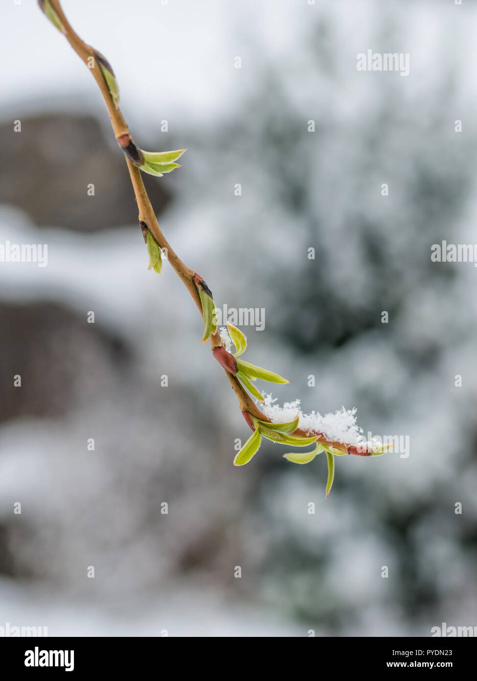 Willow Buds with snow at the end of winter, spring is comming. Detail ...