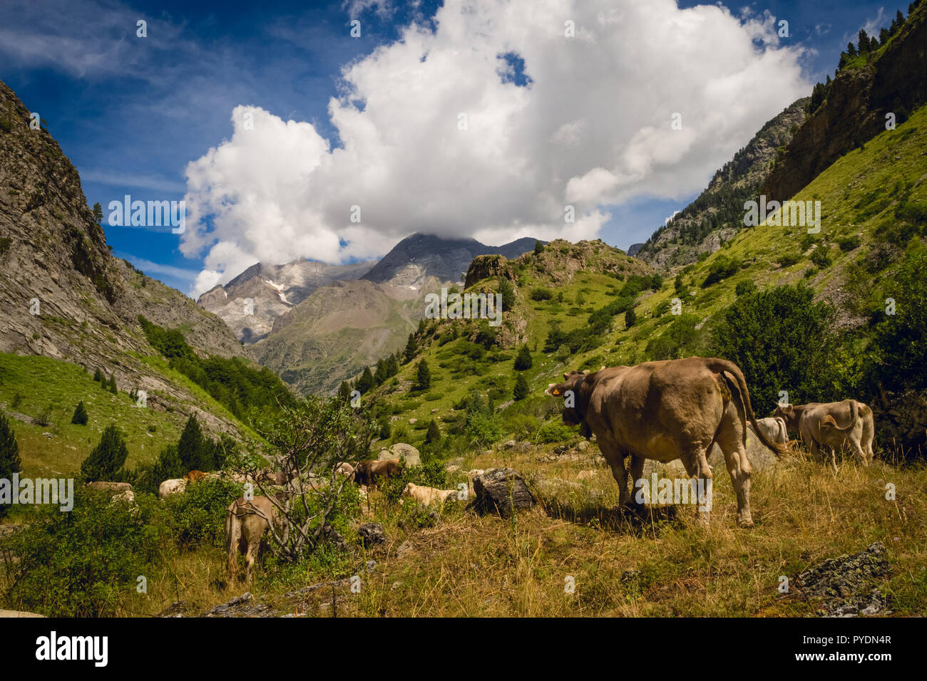 Cow in the Pyrenees in Spain. landscape mountains and nature Stock ...