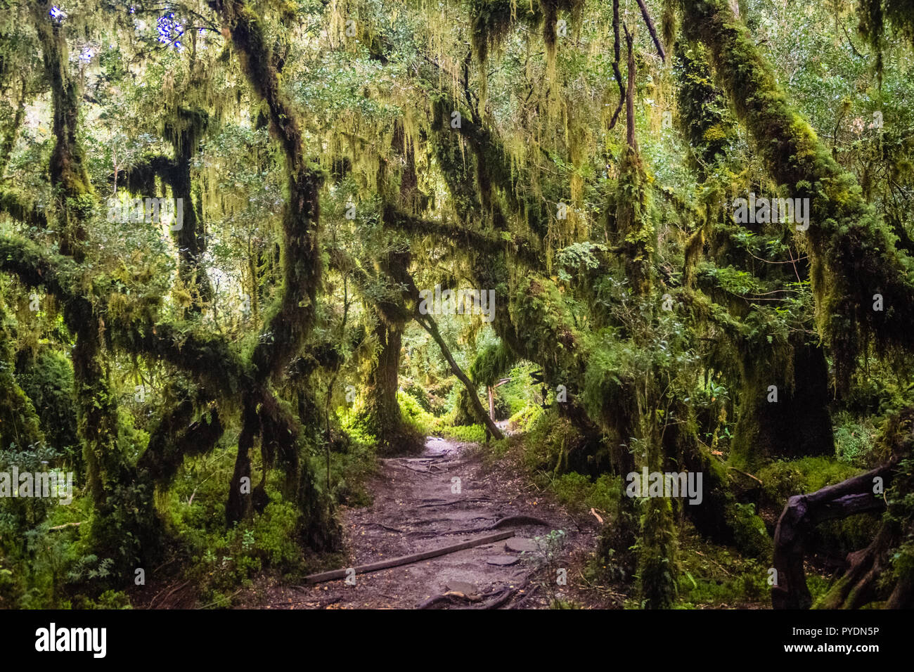 Bosque Encantado Sendero El Bosque Encantado (2025) All You Need To