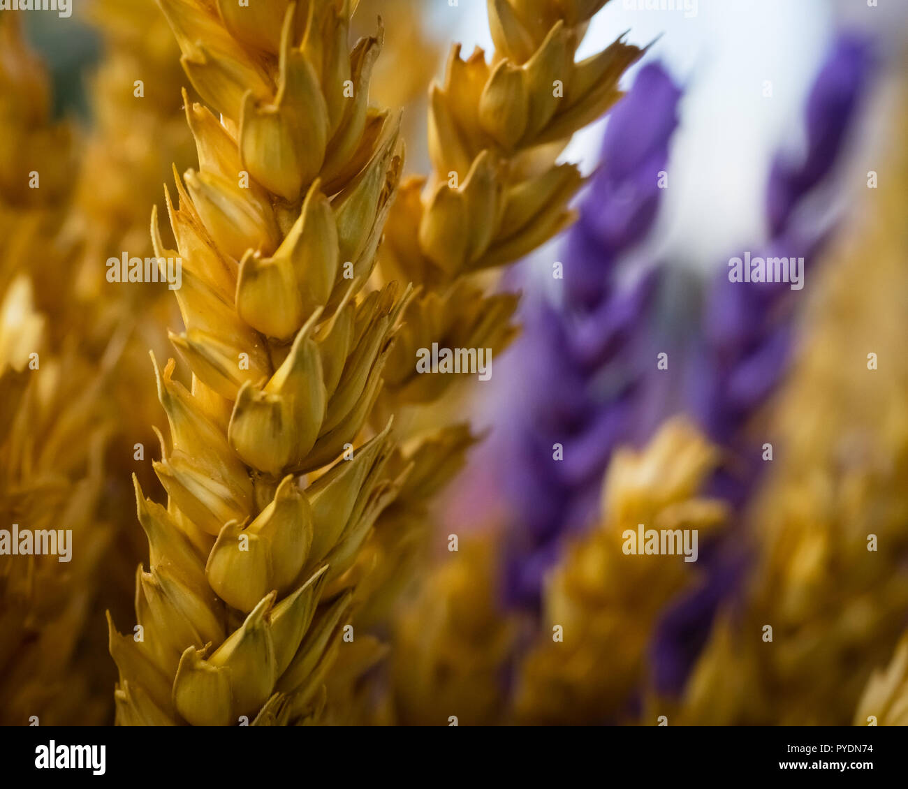 Ears of golden and purple wheat, composition in flower market Stock ...