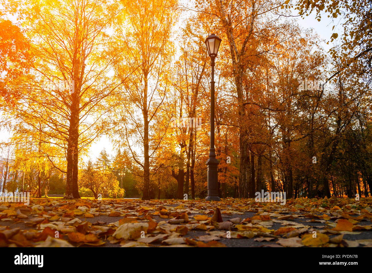 Fall city landscape. Fall trees in sunny fall park lit by sunshine and ...